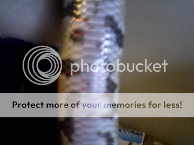 Blisters Disease | Reptile Forums